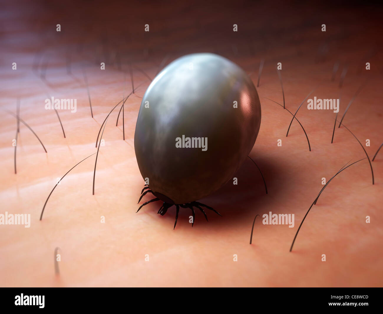 Tick. Computer artwork of a tick (superfamily Ixodoidea) feeding Stock ...
