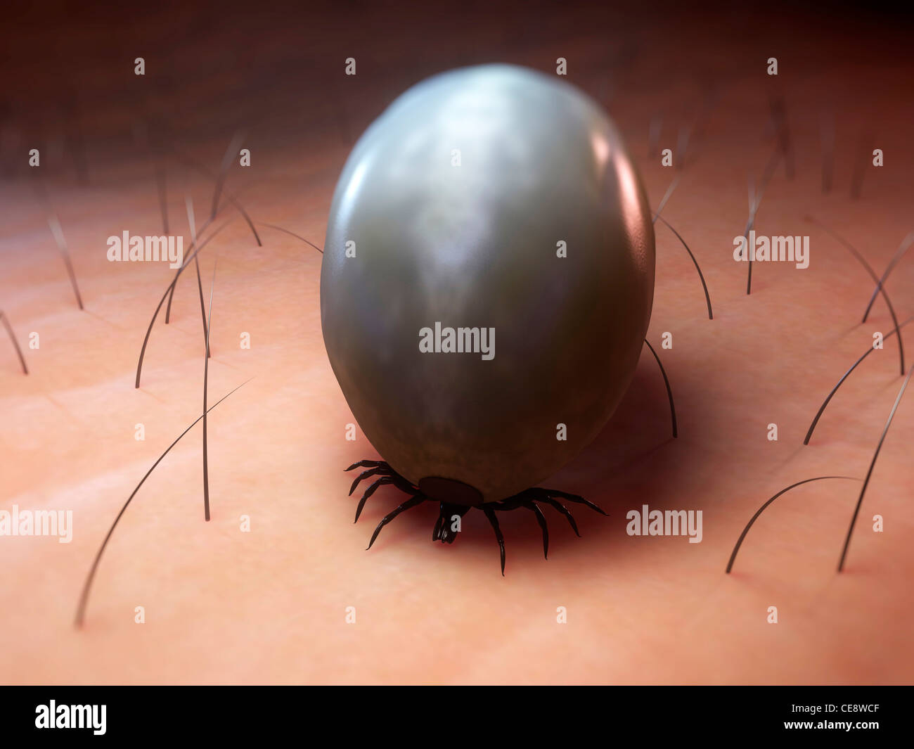 Tick. Computer artwork of a tick (superfamily Ixodoidea) feeding Stock ...