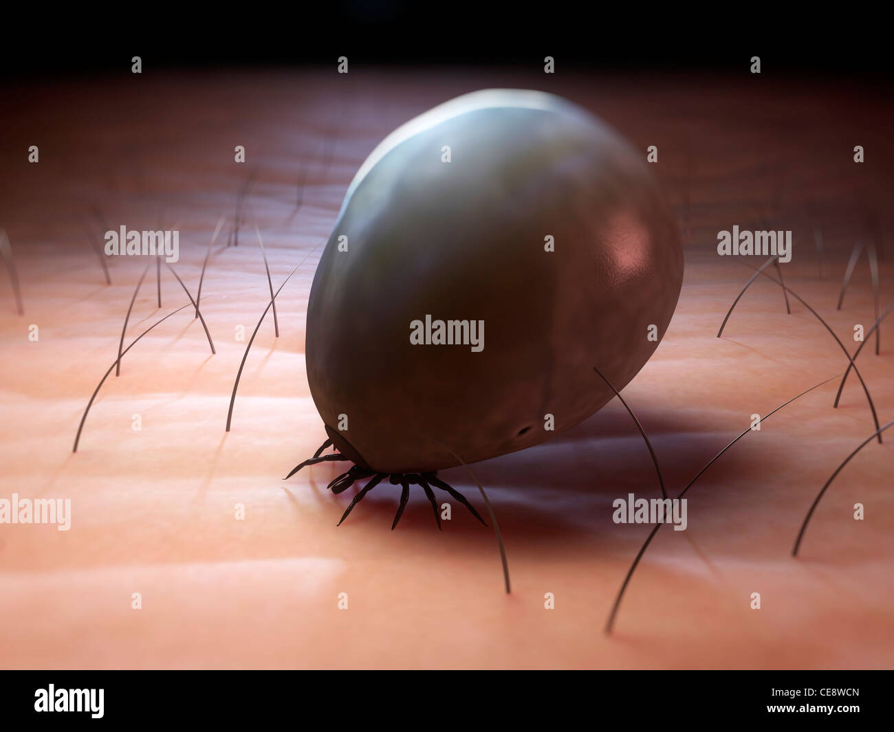 Tick. Computer artwork of a tick (superfamily Ixodoidea) feeding Stock ...