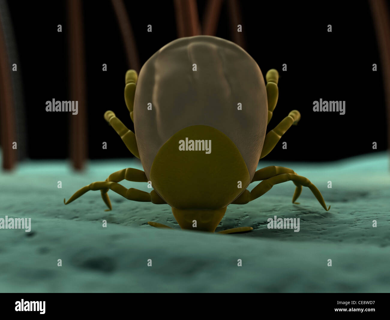 Tick. Computer artwork of a tick (superfamily Ixodoidea) biting skin ...