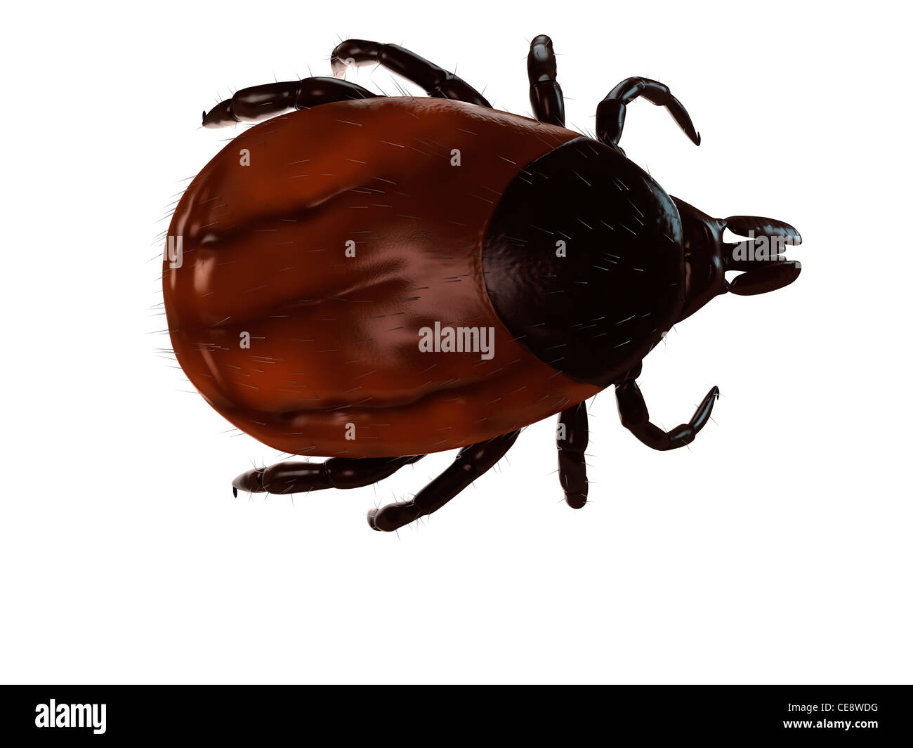 Ixodoidea hi-res stock photography and images - Alamy