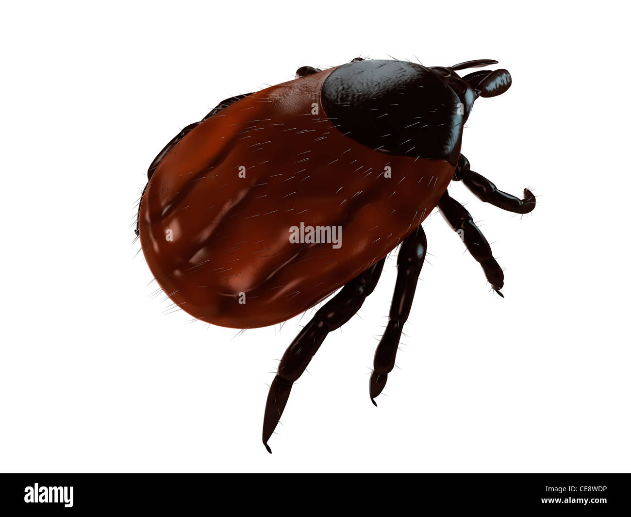 Ixodoidea hi-res stock photography and images - Alamy