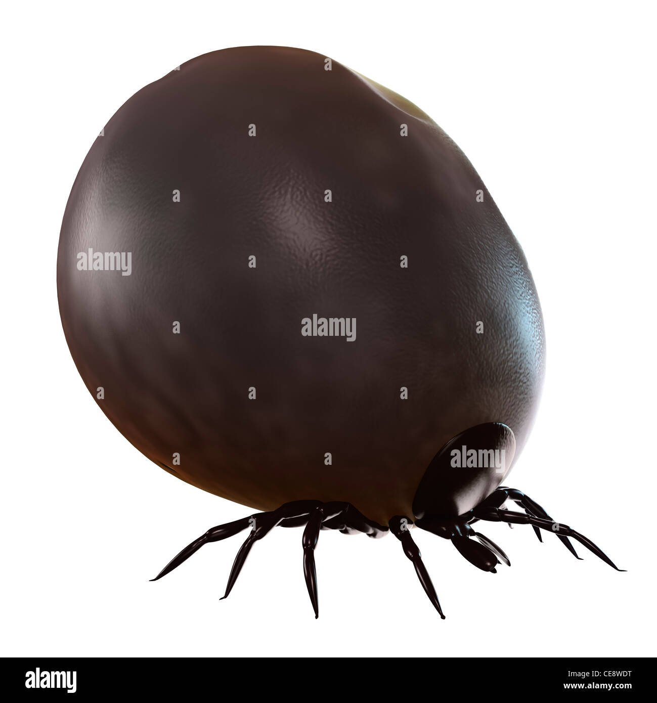 Blood-filled tick (superfamily Ixodoidea), computer artwork Stock Photo ...