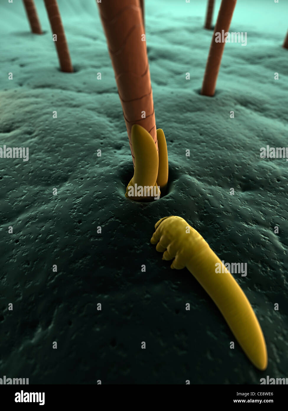 Eyelash mites (Demodex sp.), computer artwork Stock Photo - Alamy