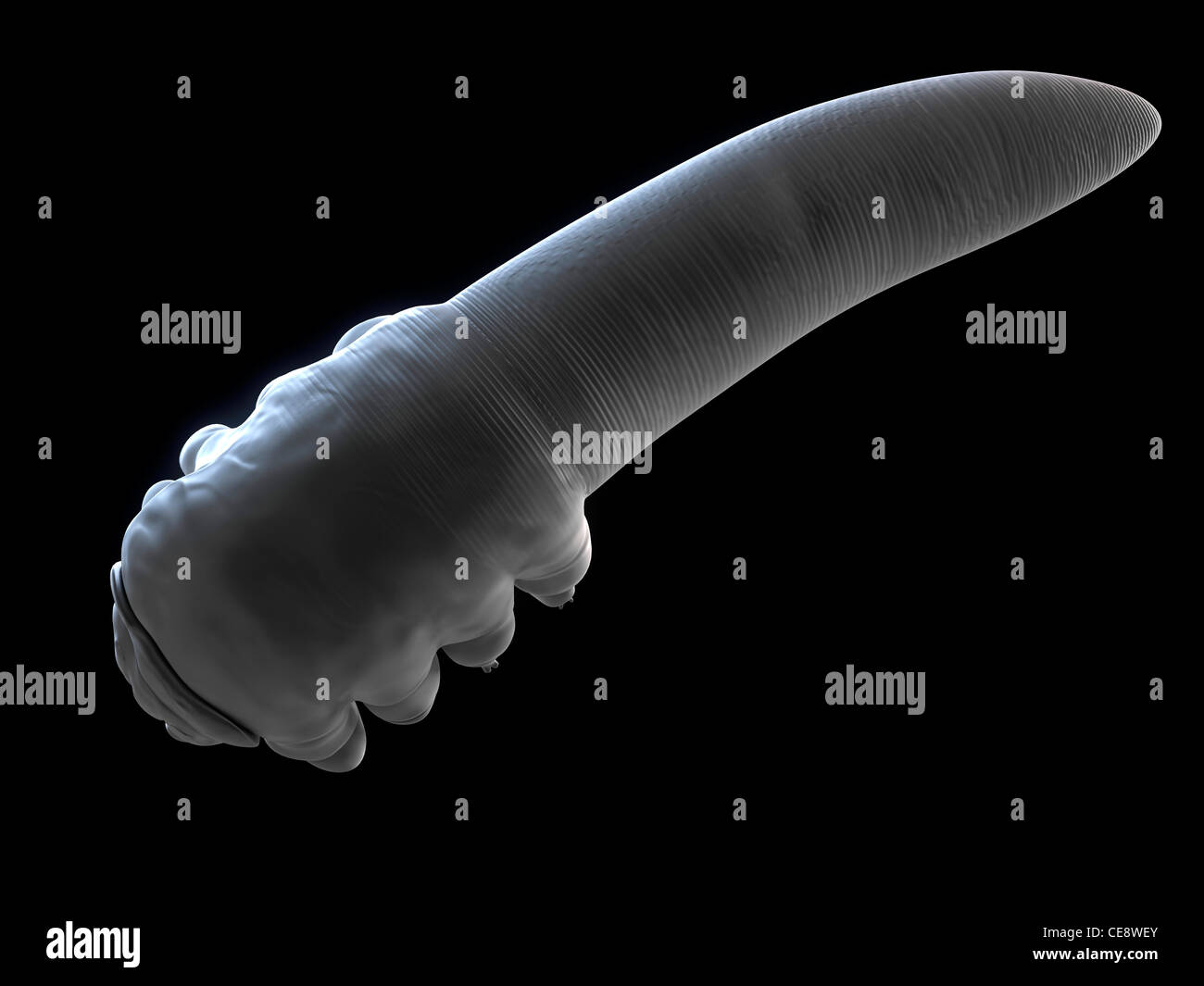 Demodex hi-res stock photography and images - Alamy