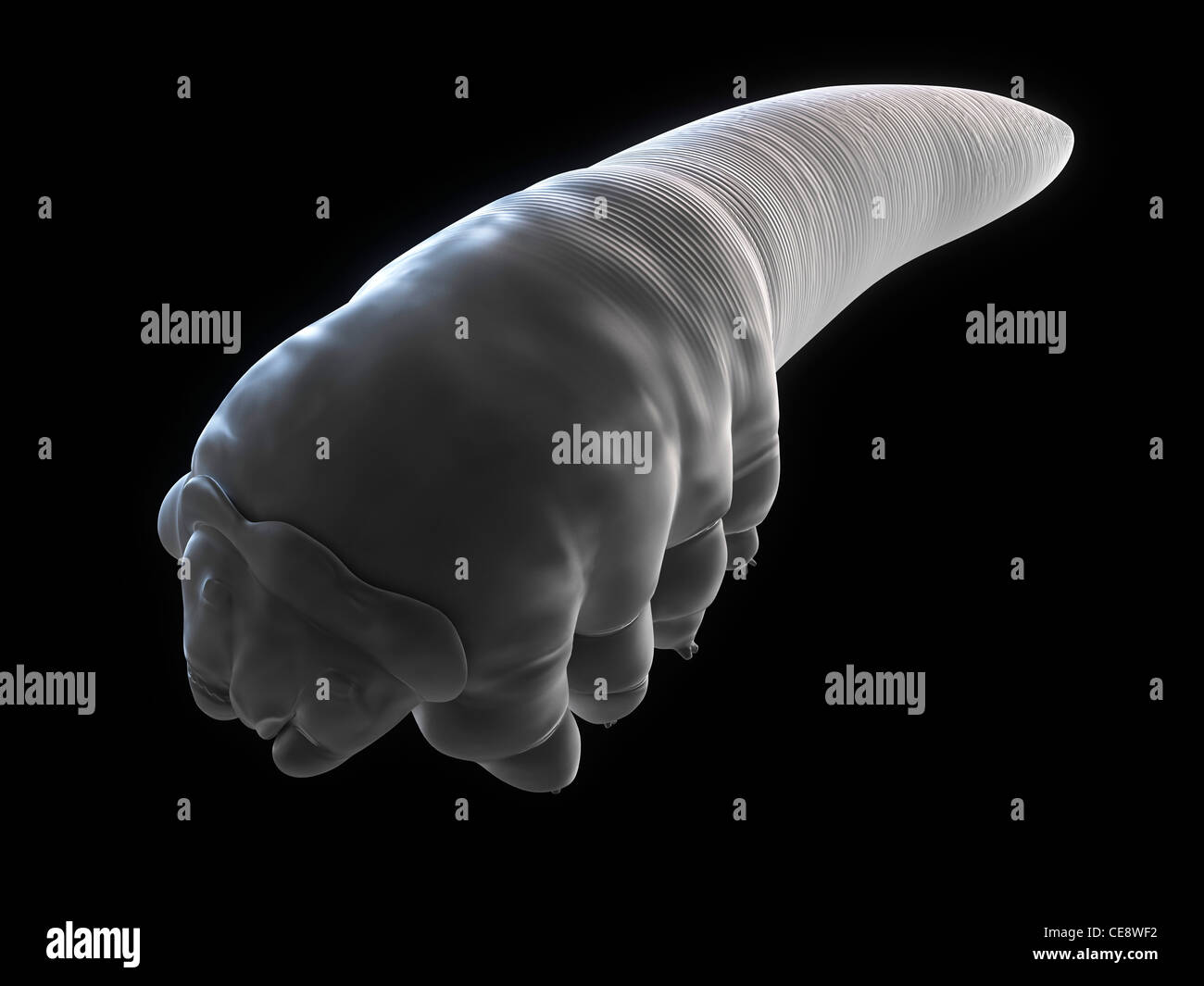 Demodex hi-res stock photography and images - Alamy