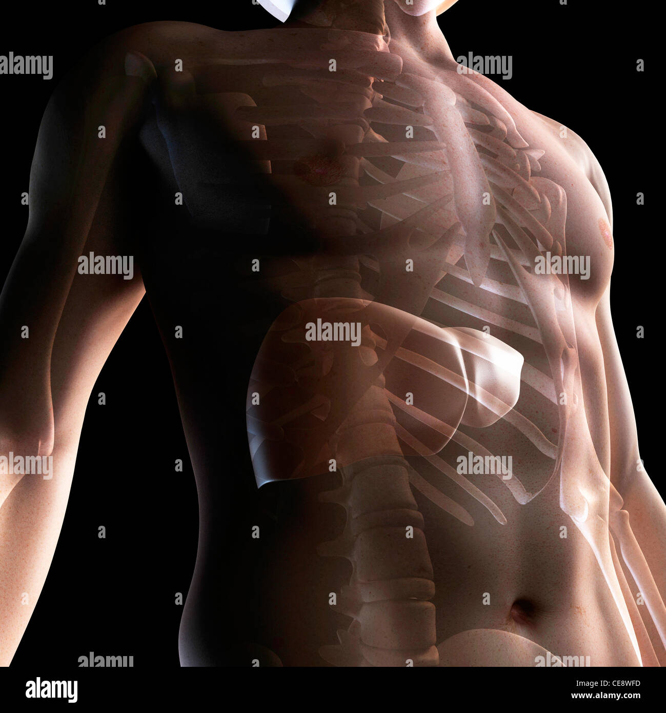 Healthy liver, computer artwork Stock Photo - Alamy