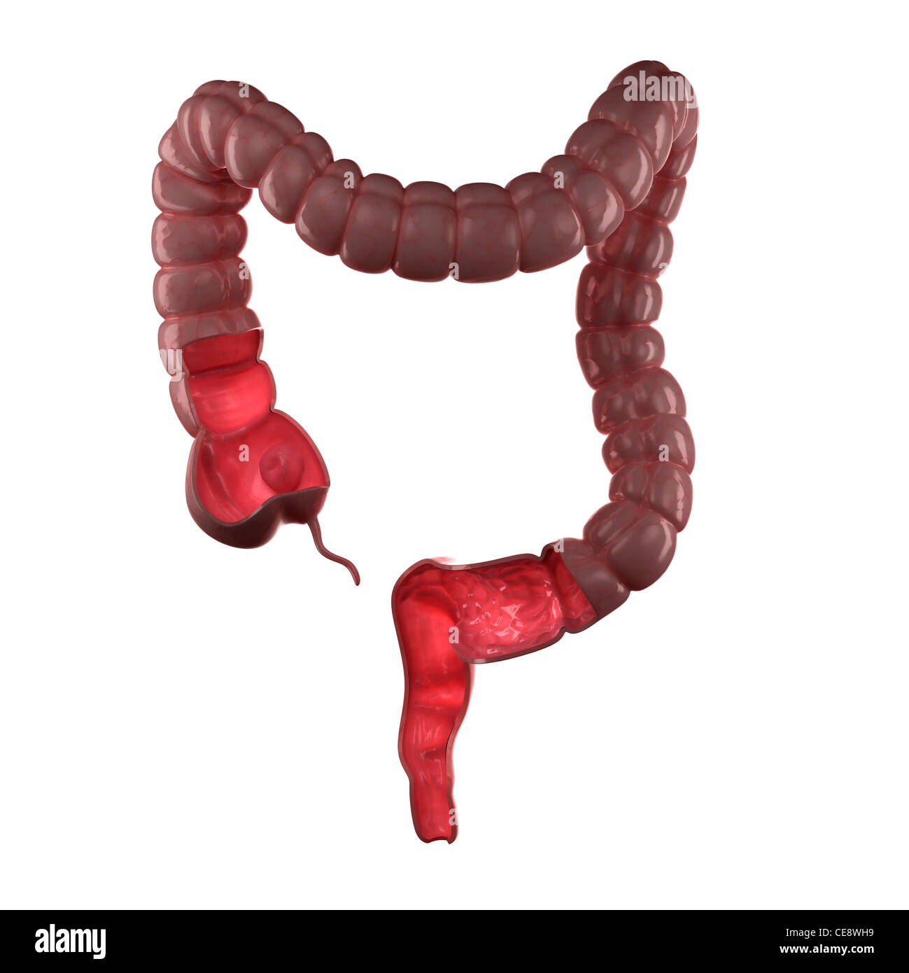 Large intestine drawing Cut Out Stock Images & Pictures - Alamy