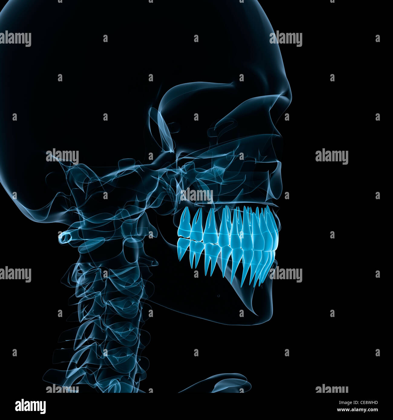 Head anatomy, computer artwork Stock Photo - Alamy