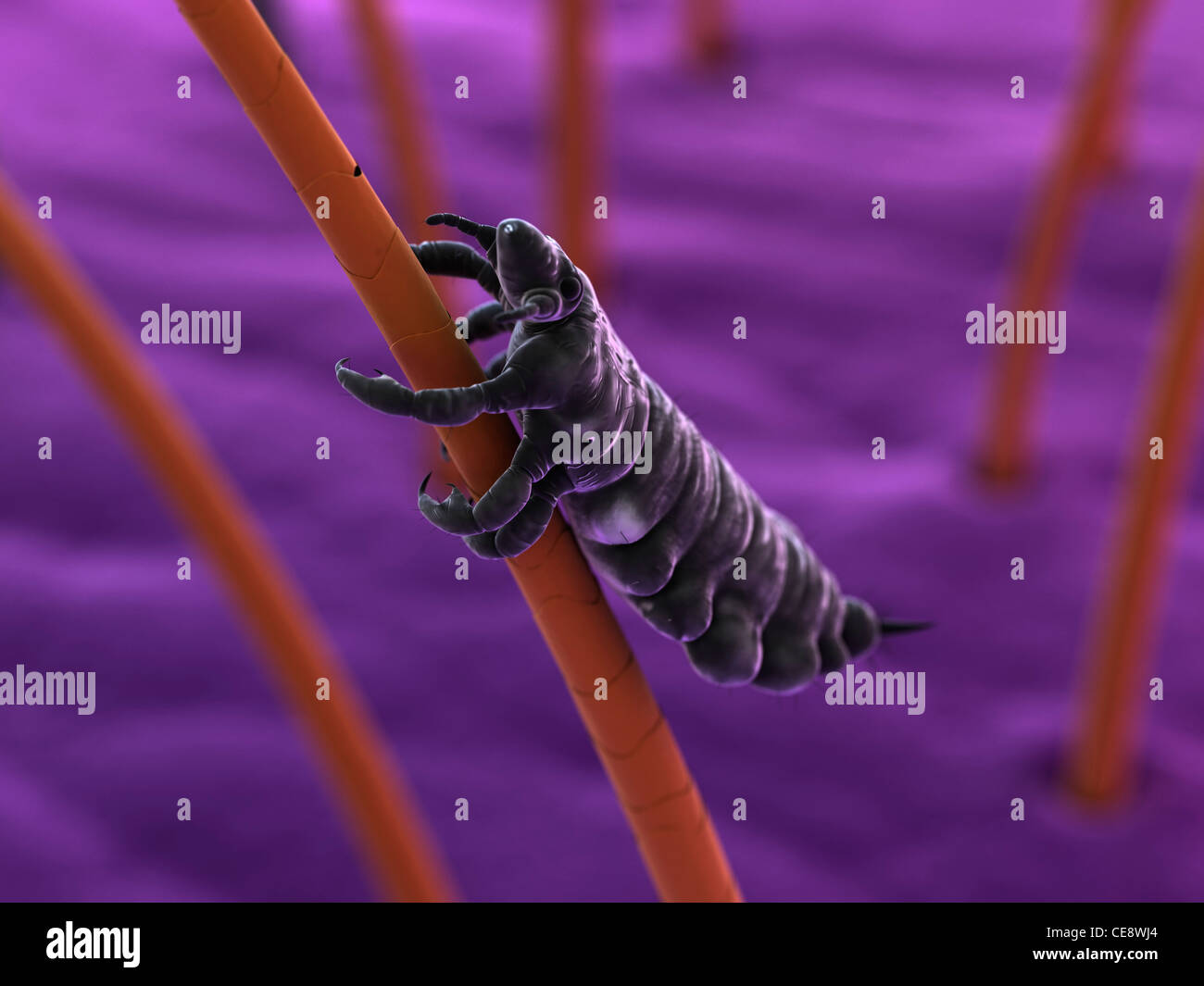 Bloody parasite hi-res stock photography and images - Alamy