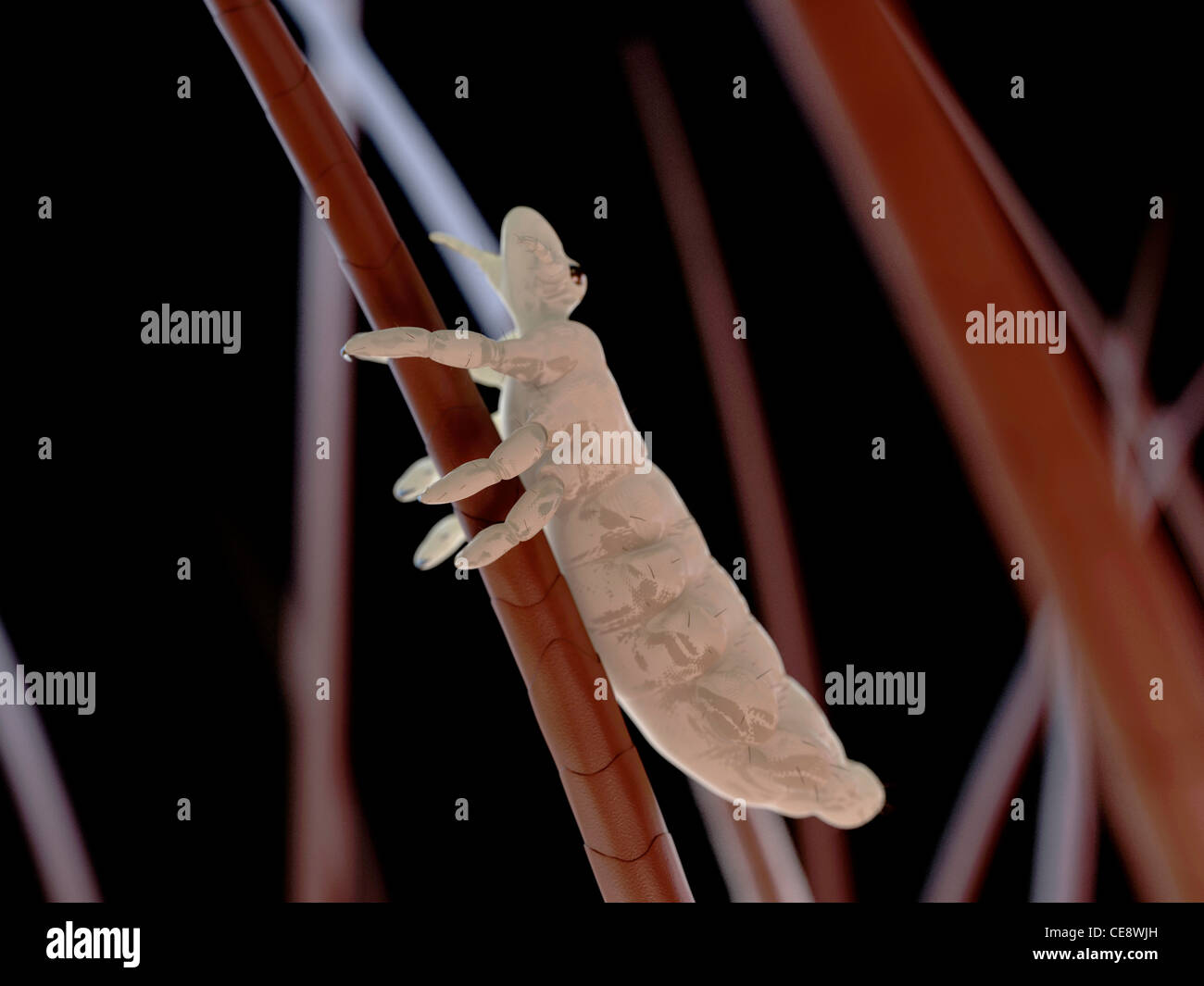 Head louse (Pediculus humanus capitis), computer artwork Stock Photo ...