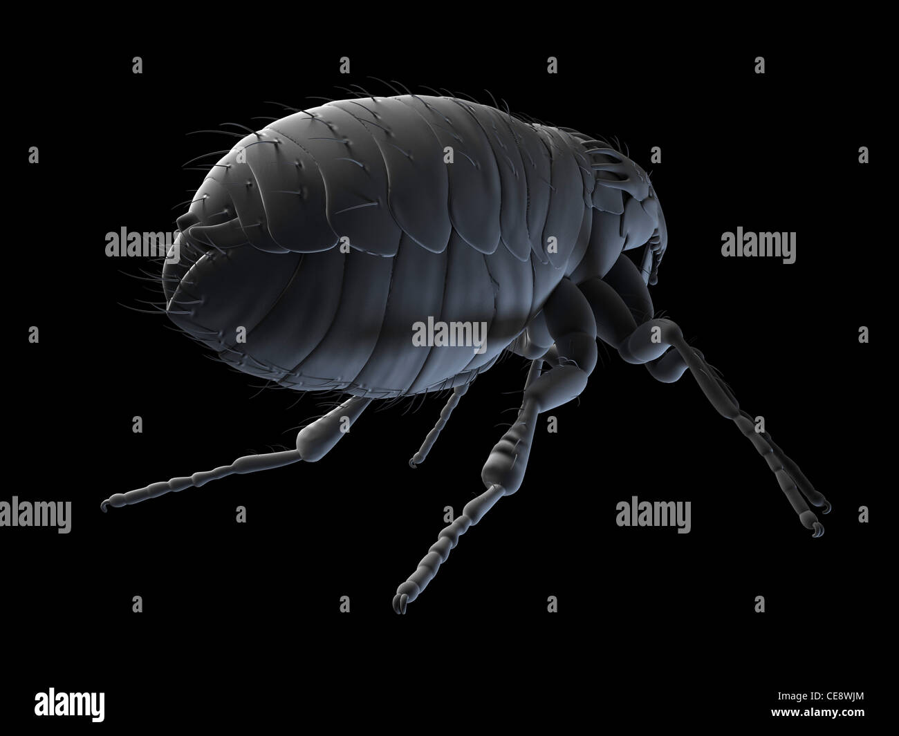 Cat flea (Ctenocephalides felis), computer artwork Stock Photo - Alamy