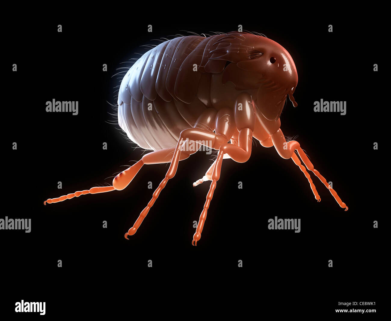 Cat flea (Ctenocephalides felis), computer artwork Stock Photo - Alamy