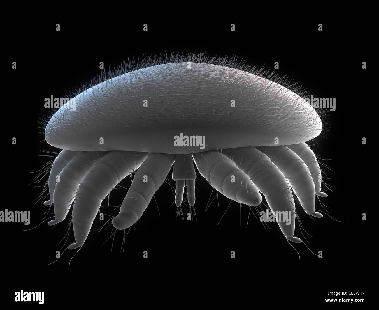 Varroa destructor varroa mite hi-res stock photography and images - Alamy