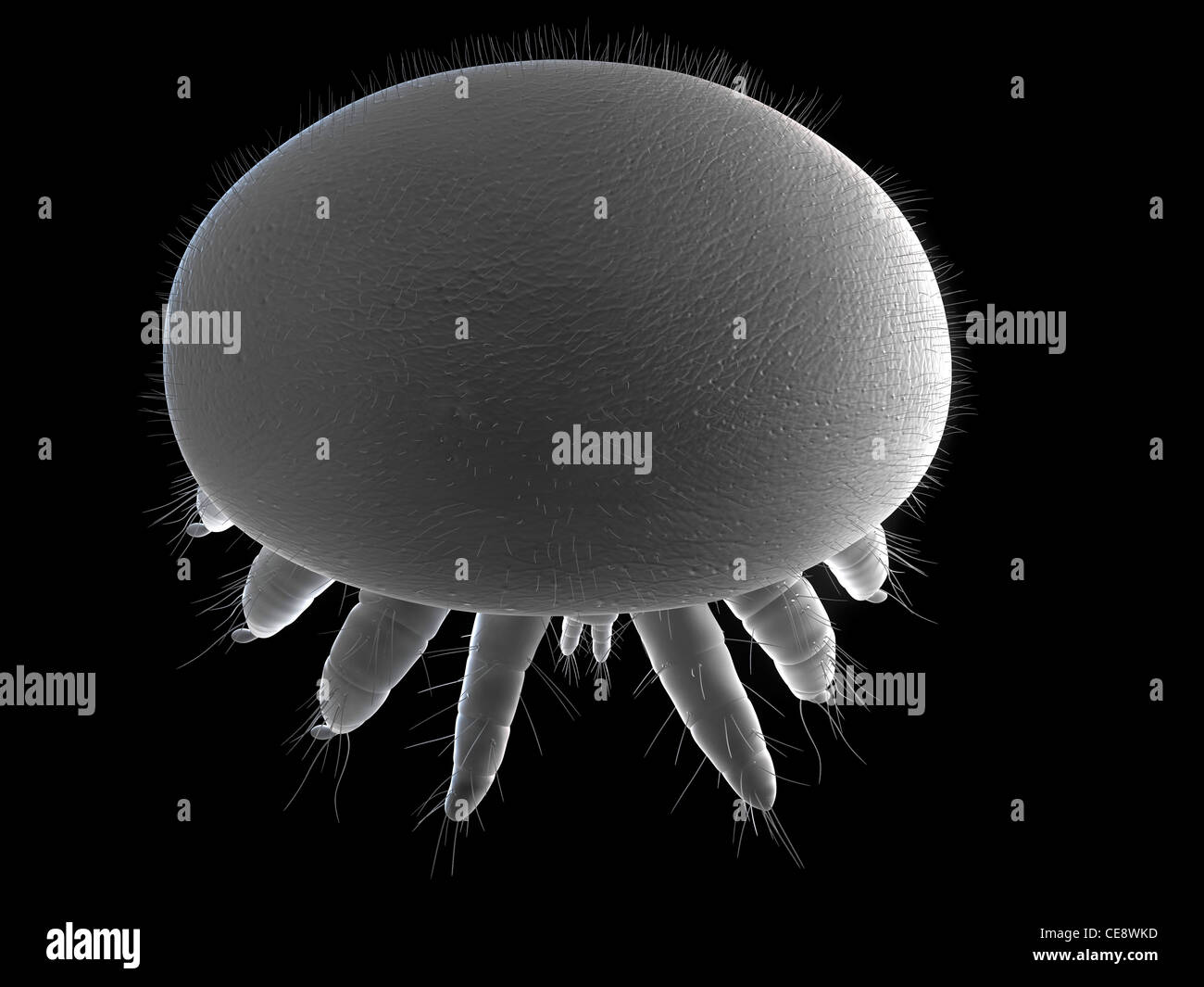 Varroa destructor varroa mite hi-res stock photography and images - Alamy