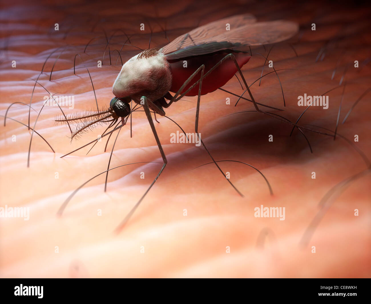 Mosquito drawing hi-res stock photography and images - Alamy