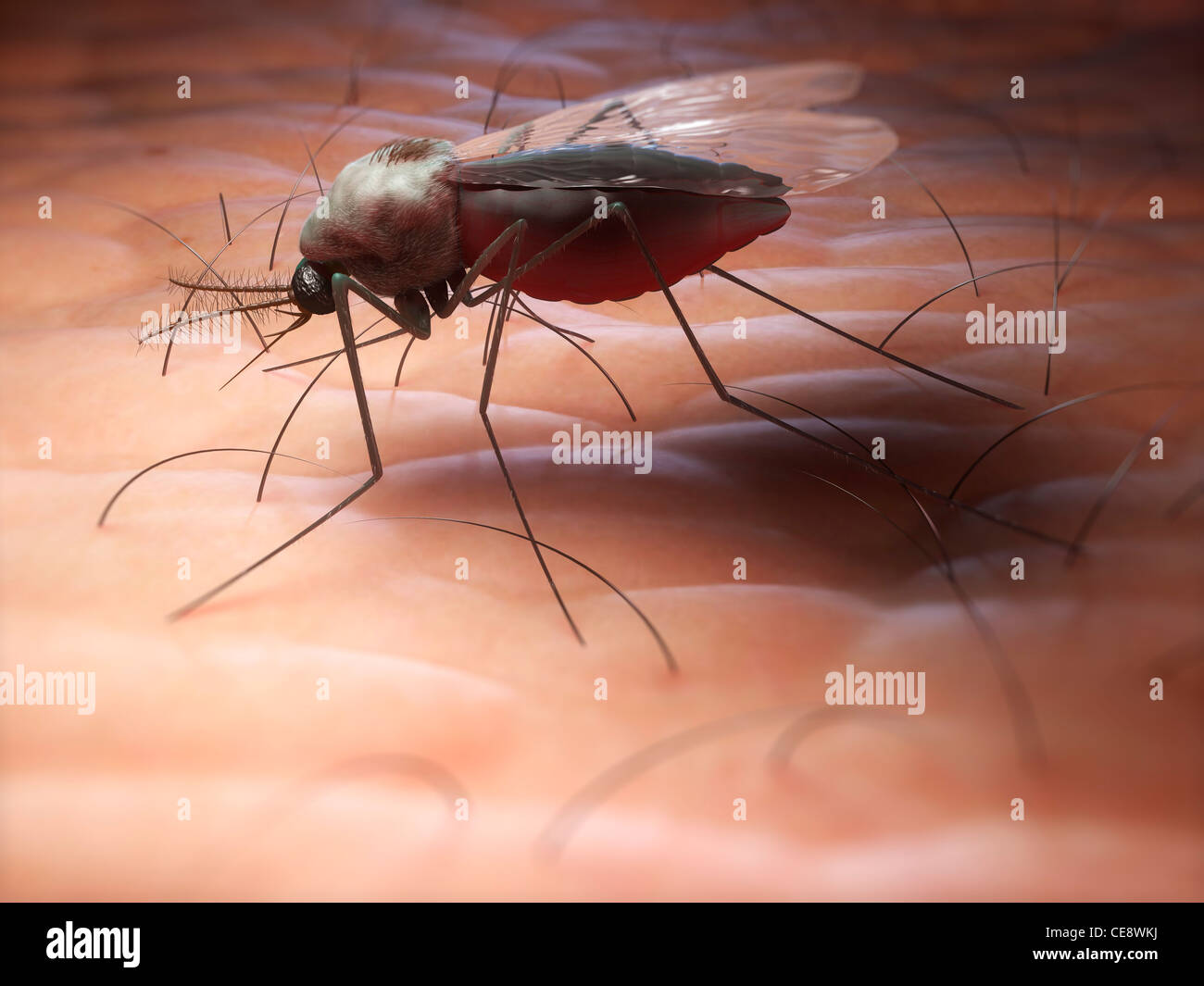 Mosquito drawing hi-res stock photography and images - Alamy