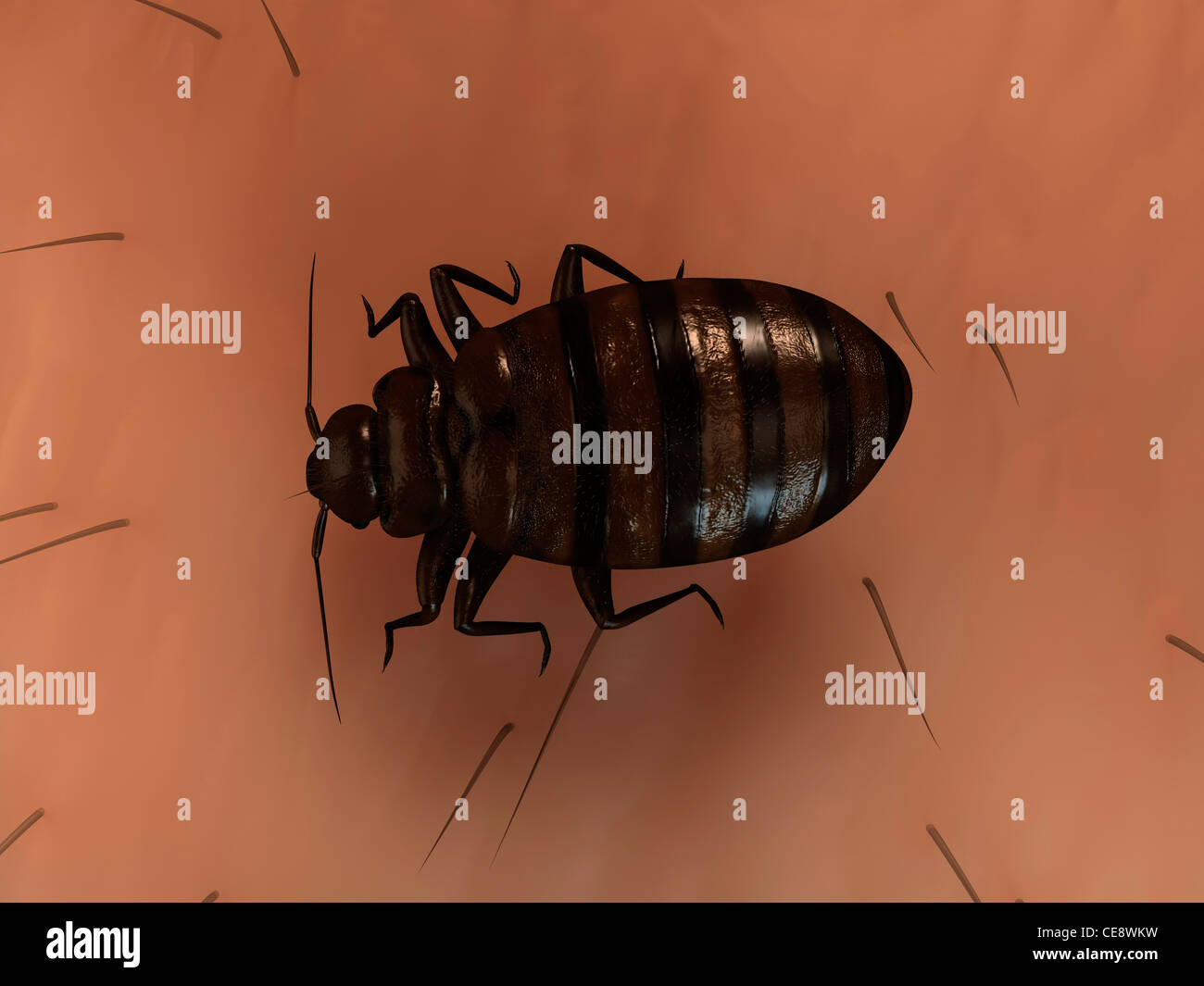 Bedbug (Cimex sp.), computer artwork Stock Photo - Alamy