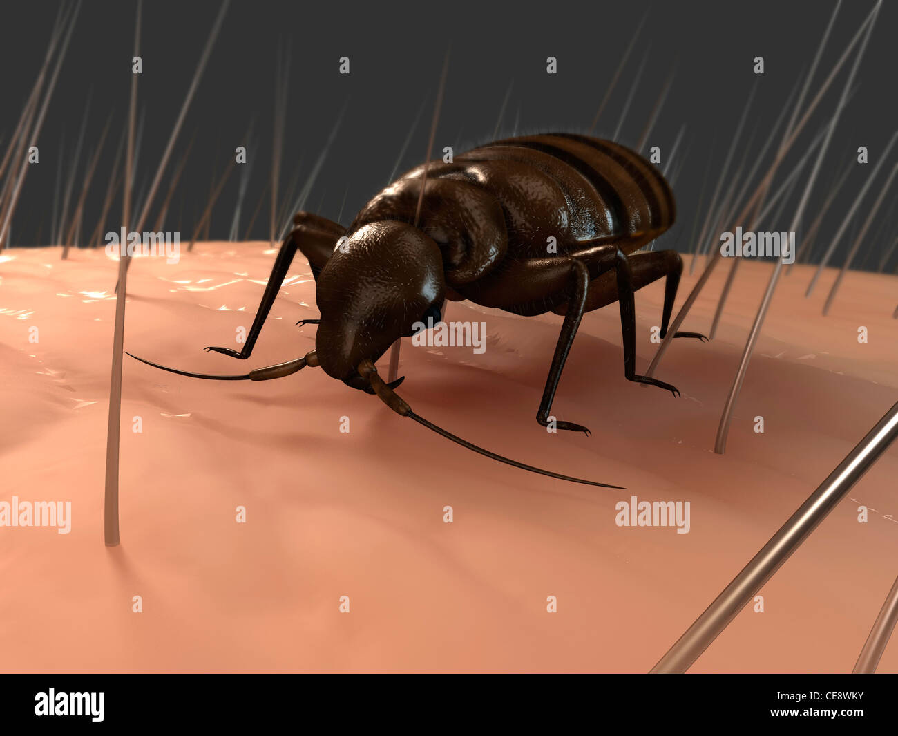 Bedbug (Cimex sp.), computer artwork Stock Photo - Alamy