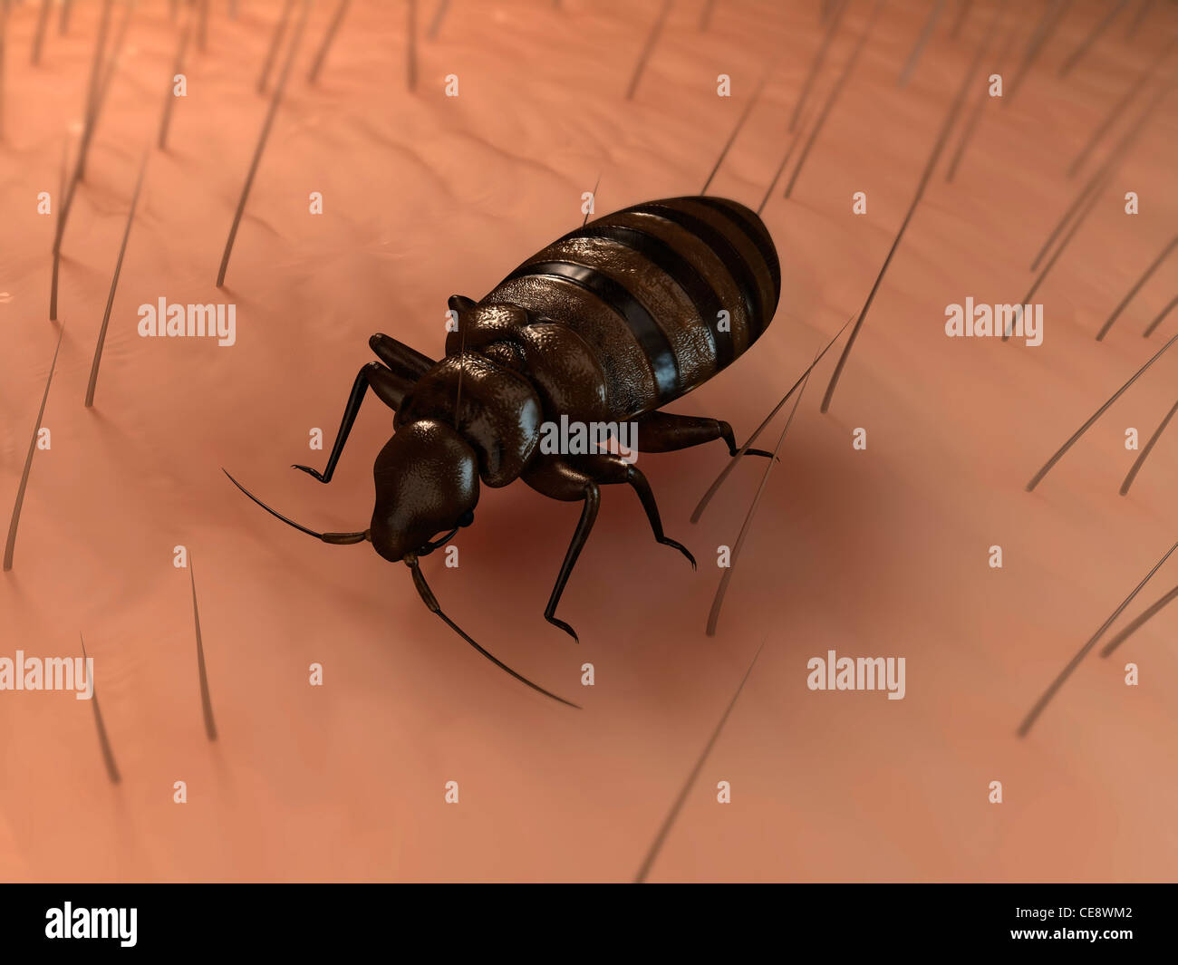 Bedbug (Cimex sp.), computer artwork Stock Photo - Alamy