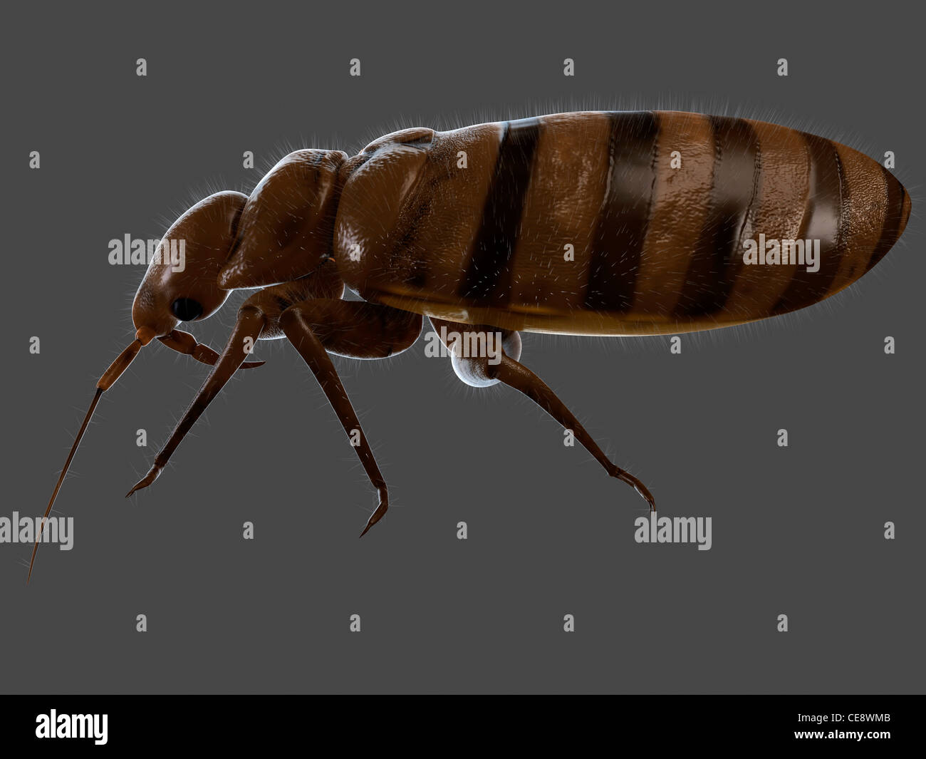 Bedbug (Cimex sp.), computer artwork Stock Photo - Alamy