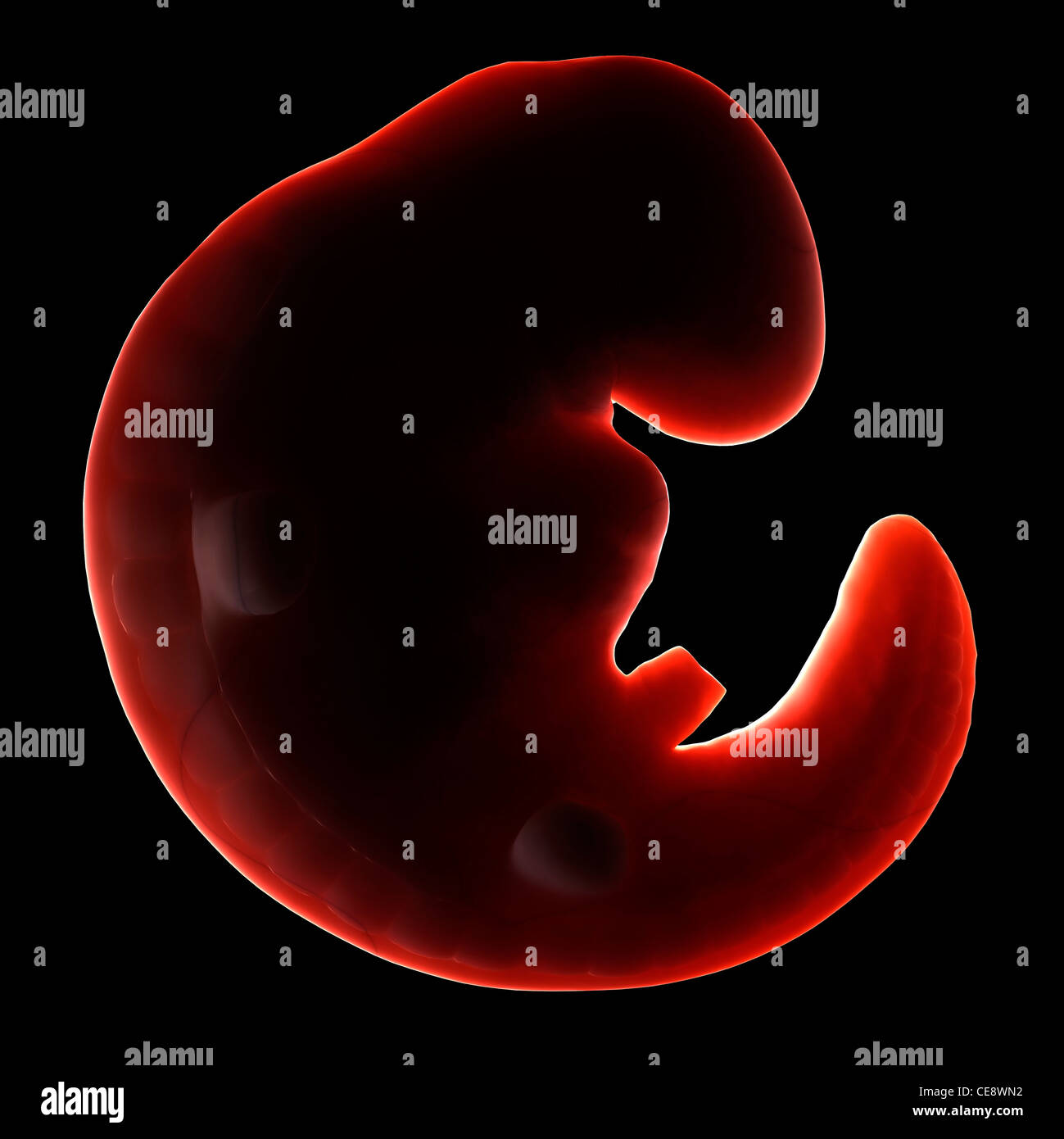 Three week old embryo, computer artwork Stock Photo - Alamy