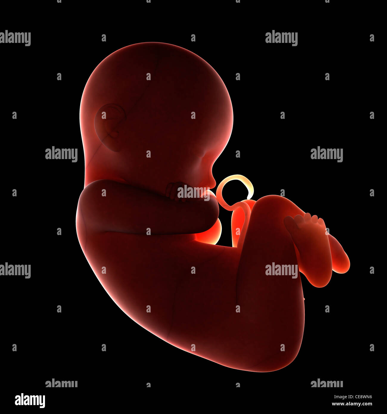 Full-term foetus, computer artwork Stock Photo - Alamy