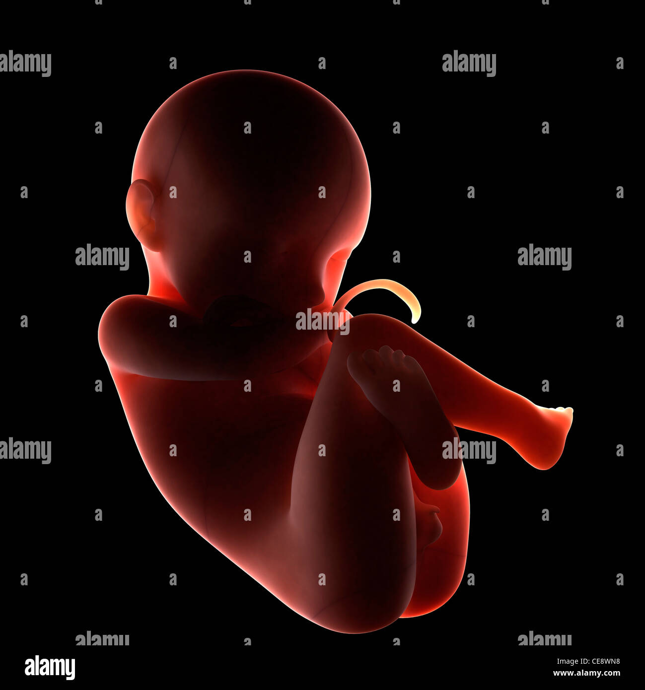 Full term fetus hi-res stock photography and images - Alamy
