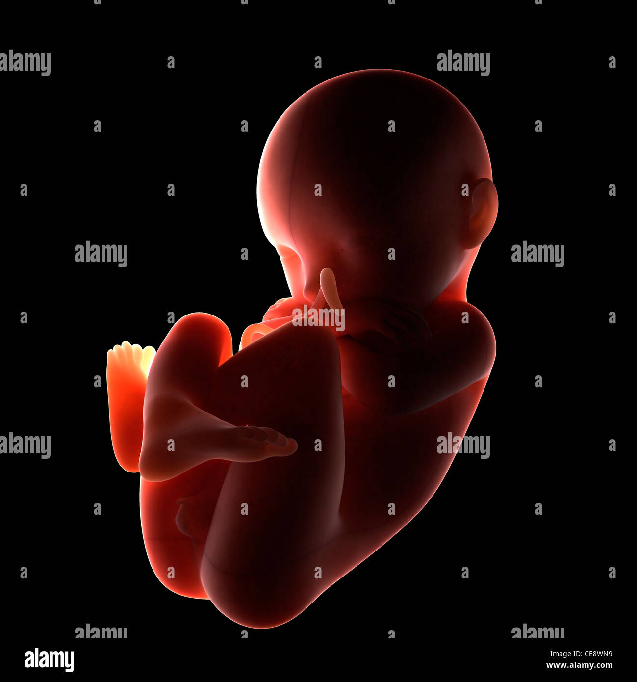 Full term fetus hi-res stock photography and images - Alamy