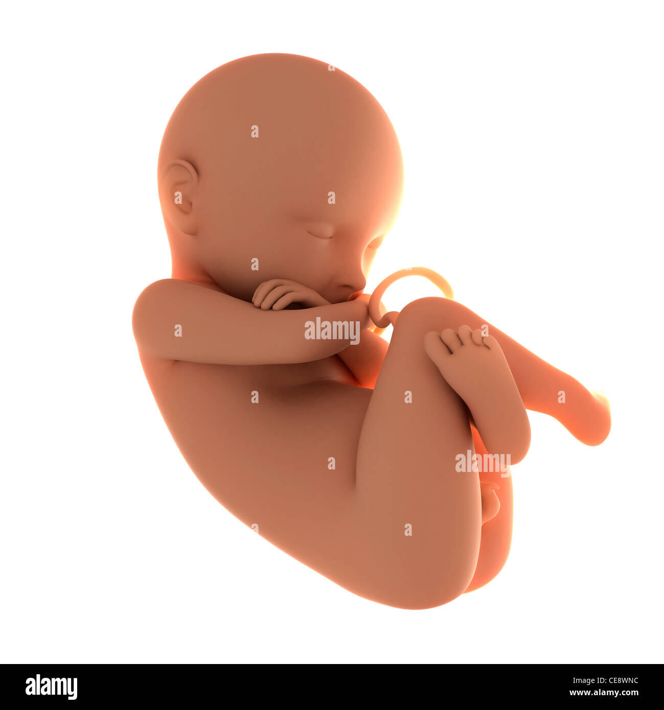 Full term fetus hi-res stock photography and images - Alamy