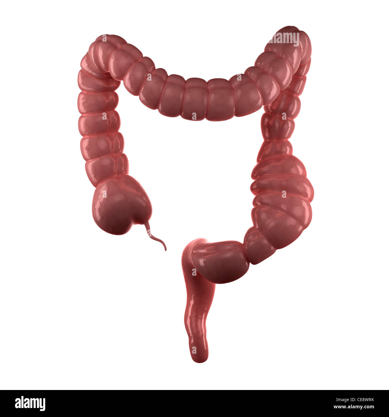Constipated colon hi-res stock photography and images - Alamy