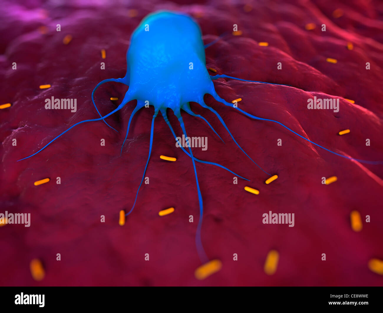 Macrophage Bacteria High Resolution Stock Photography and Images - Alamy