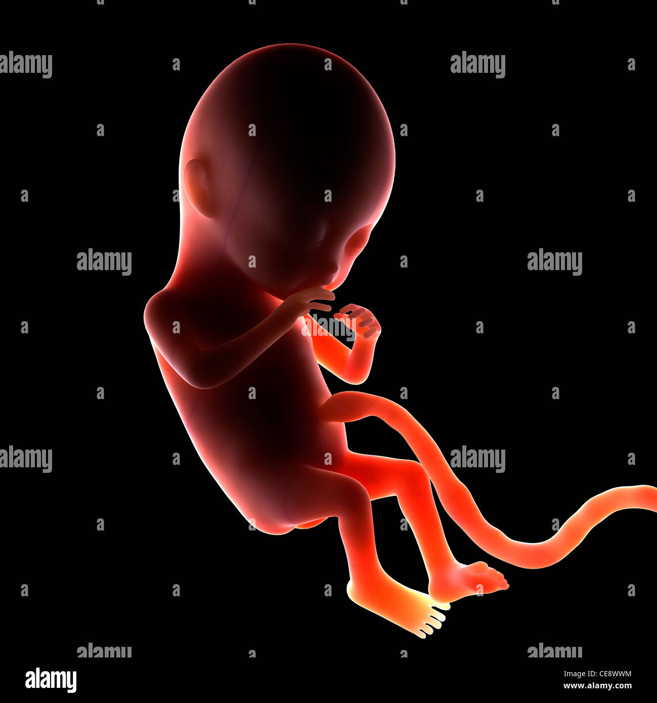 Two month old foetus, computer artwork Stock Photo - Alamy