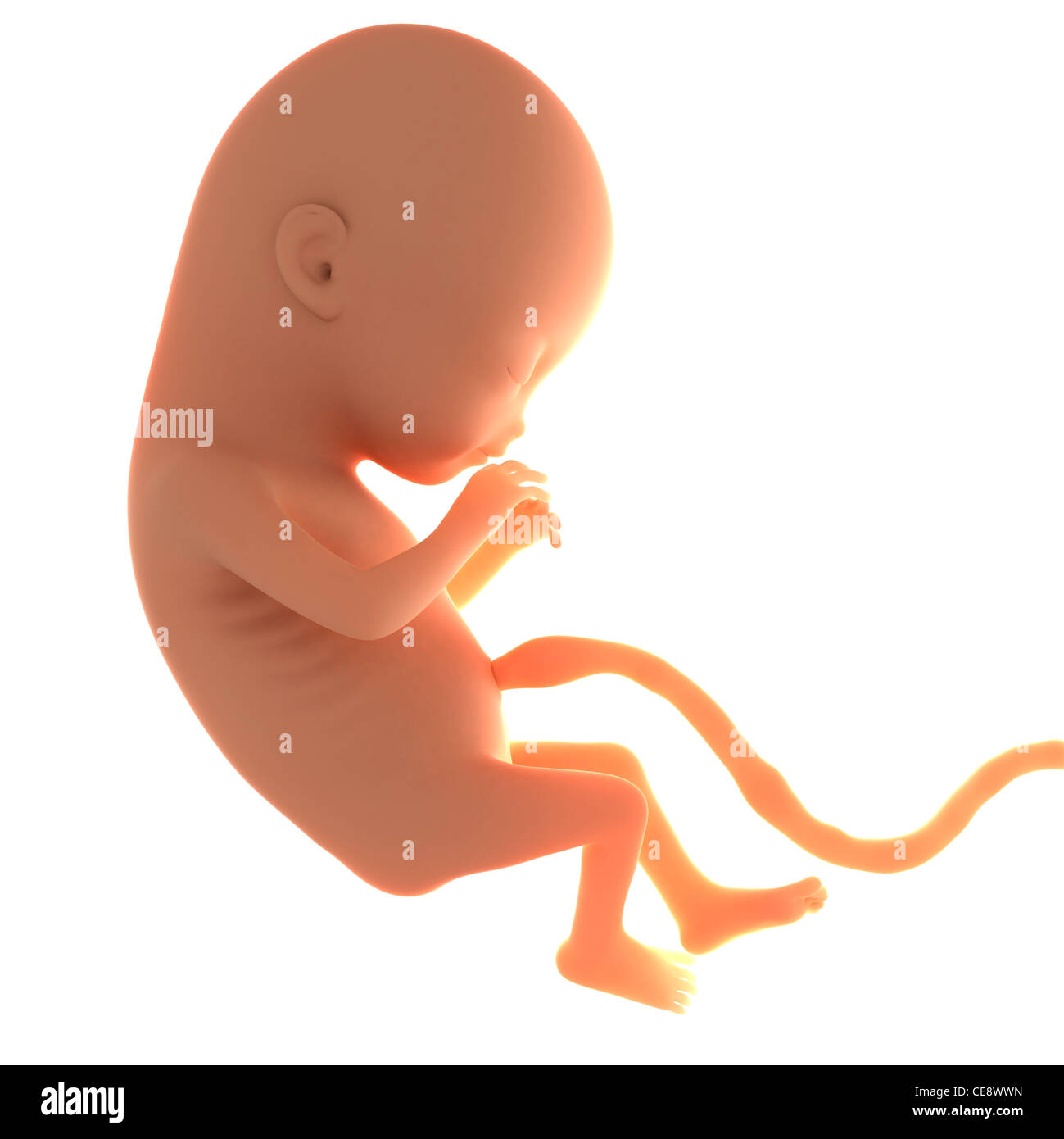 Two month old foetus, computer artwork Stock Photo - Alamy