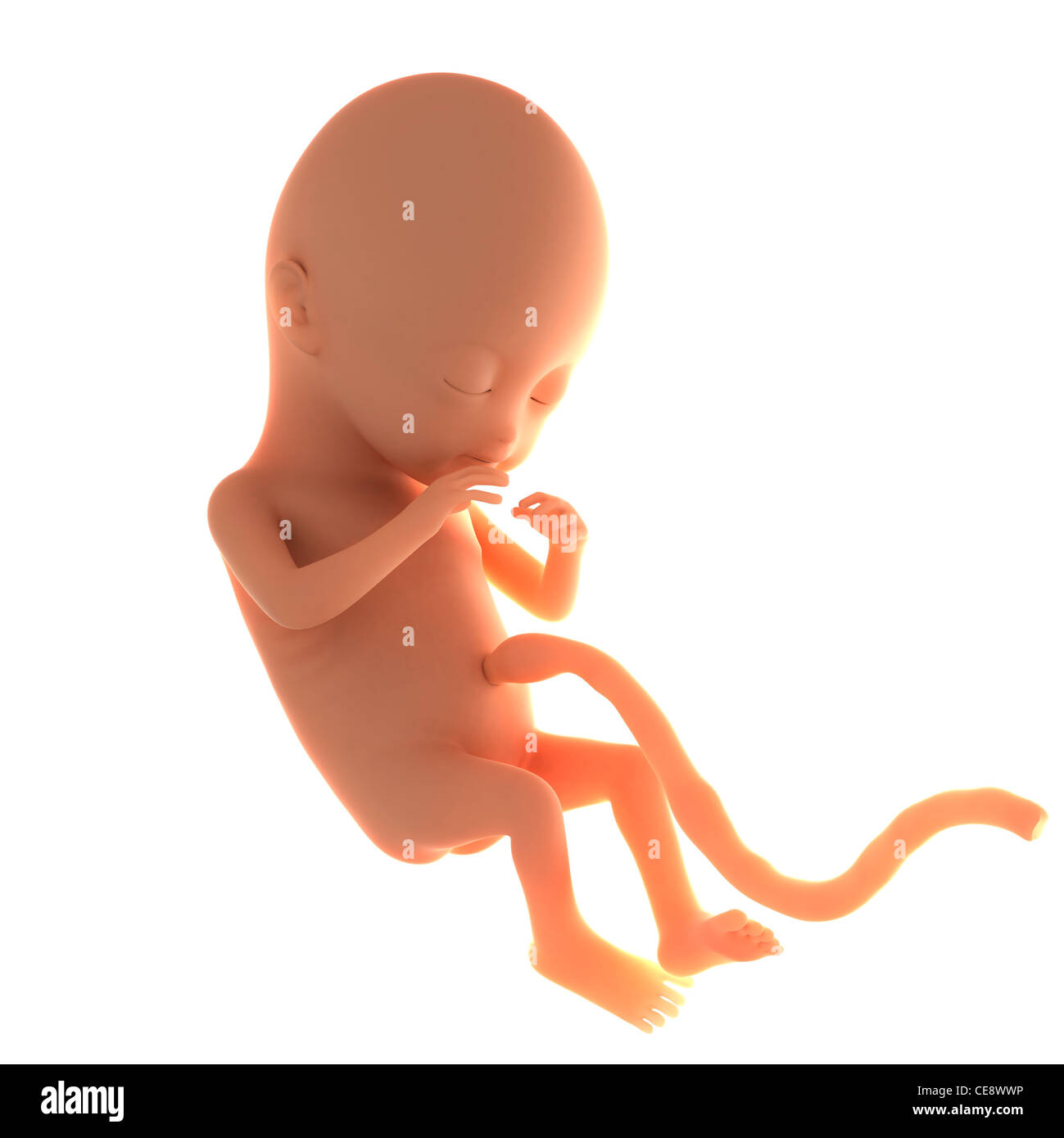 Two month old foetus, computer artwork Stock Photo - Alamy