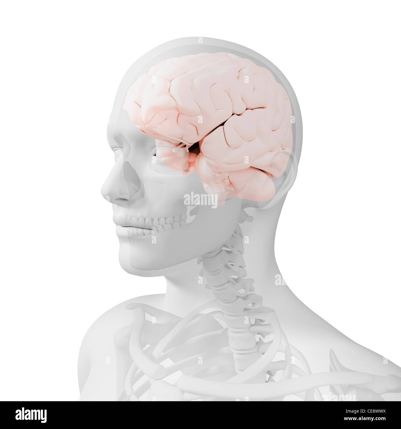 Head anatomy, computer artwork Stock Photo - Alamy