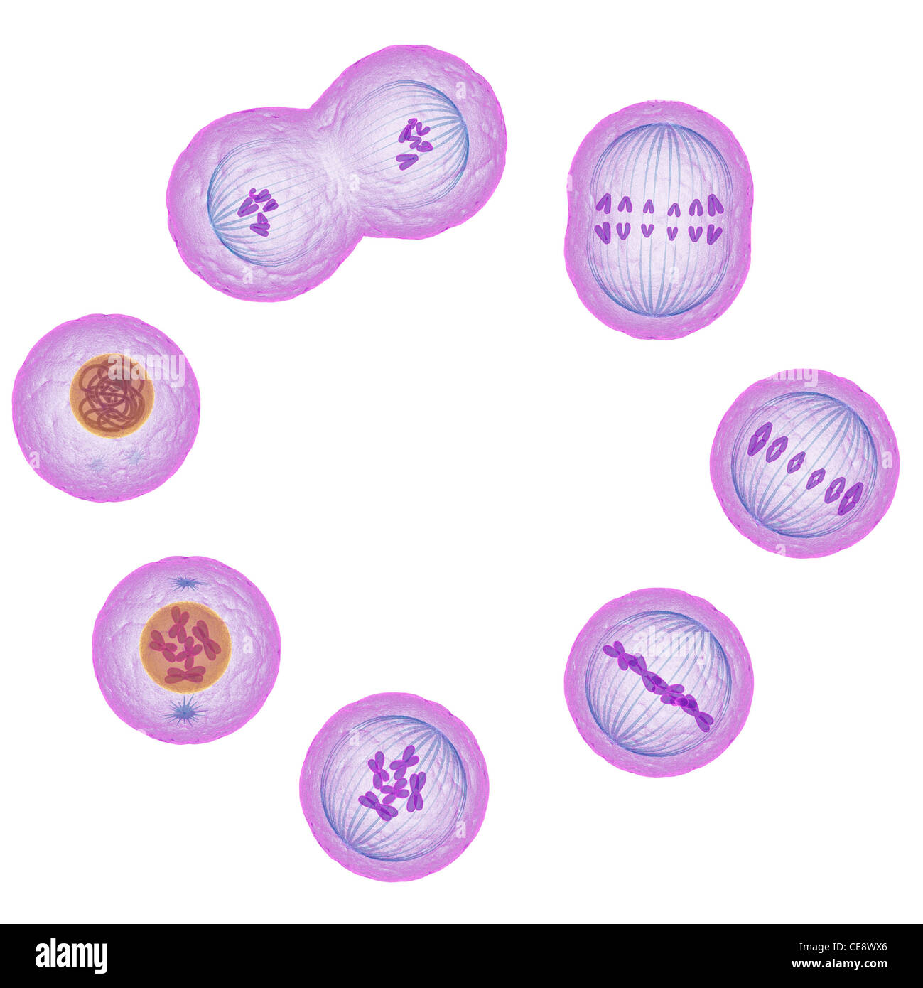 Nuclear Membrane In Mitosis