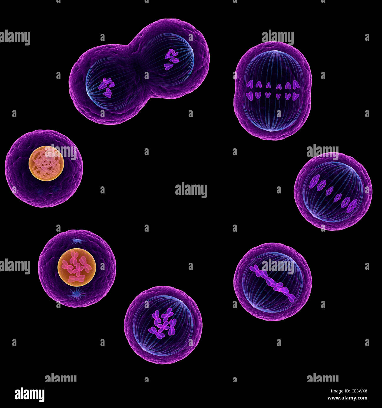 Mitosis (nuclear division), computer artwork Stock Photo - Alamy