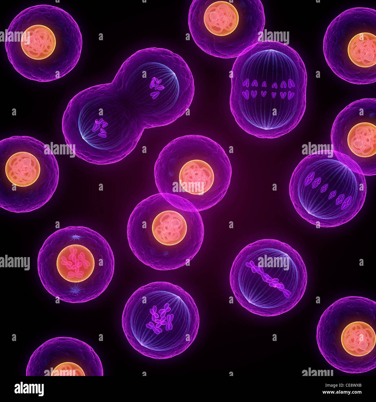Mitosis (nuclear division), computer artwork Stock Photo - Alamy