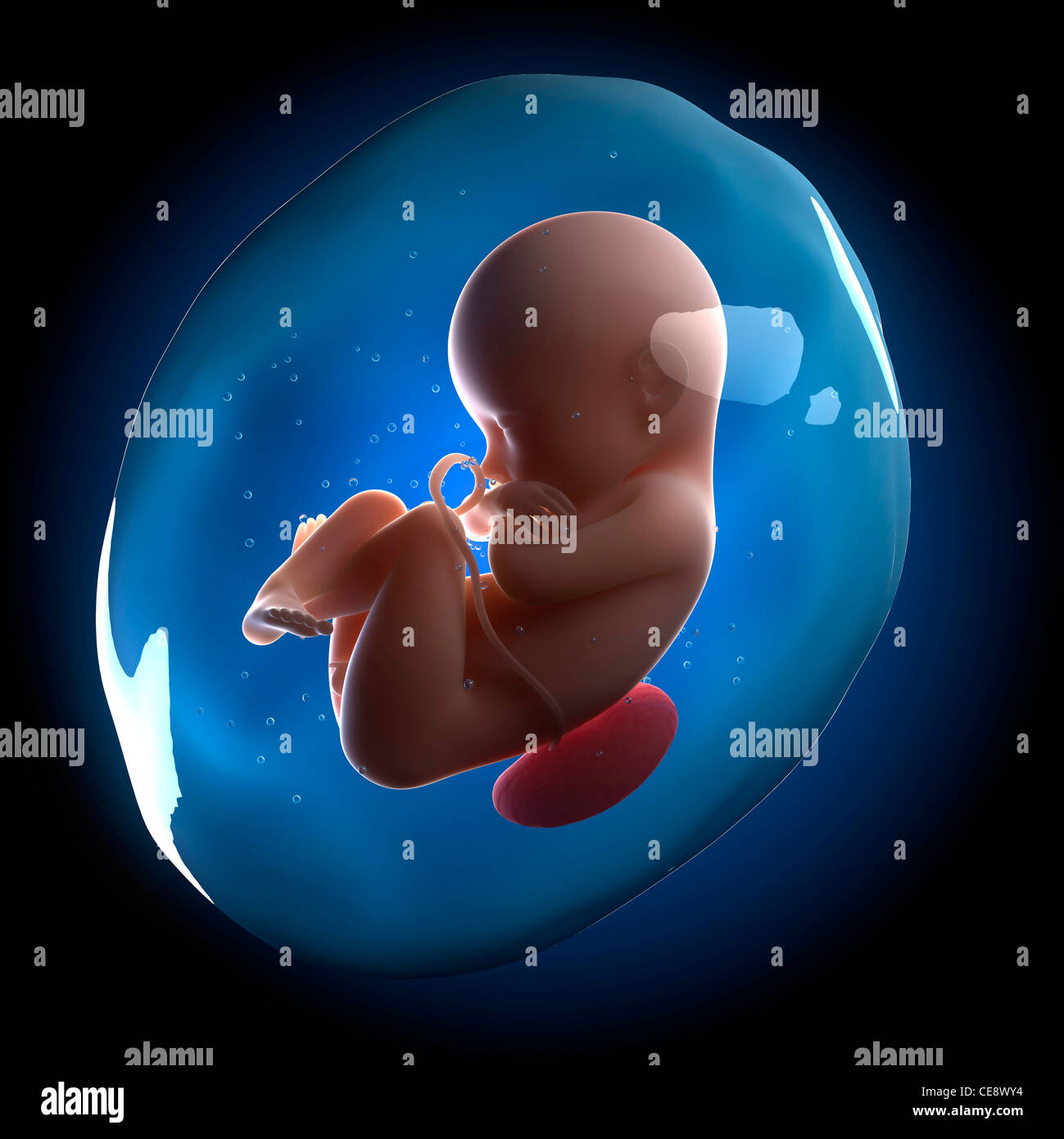 Placenta position hi-res stock photography and images - Alamy