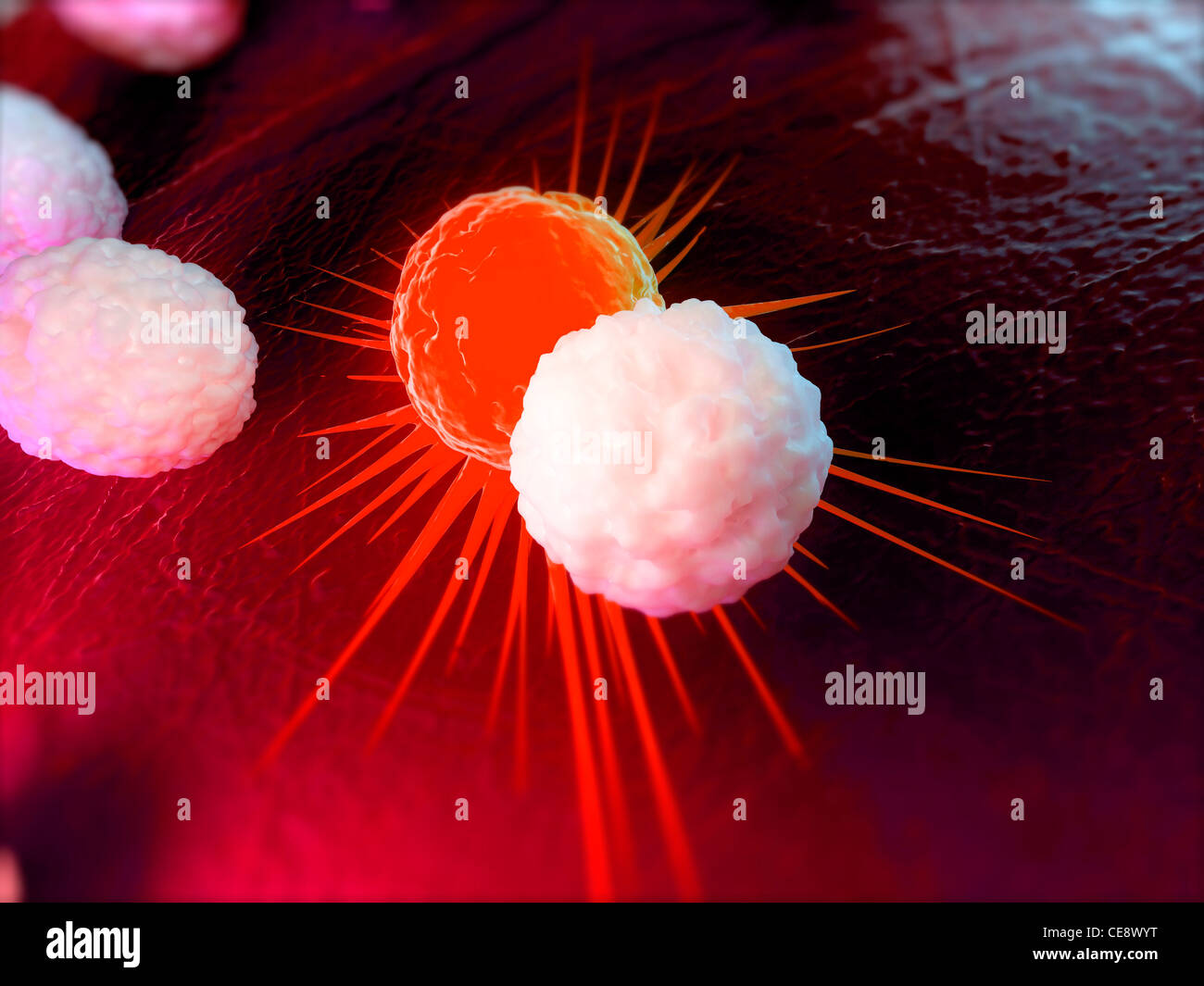 Immune response to cancer. Computer artwork of white blood cells ...