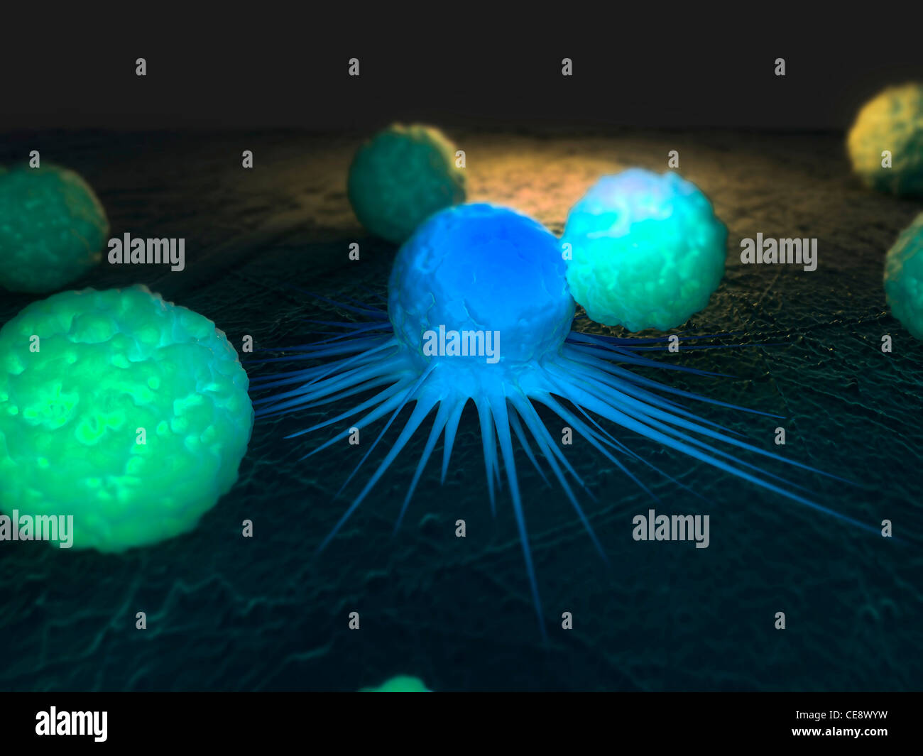 Immune response to cancer. Computer artwork of white blood cells (green ...