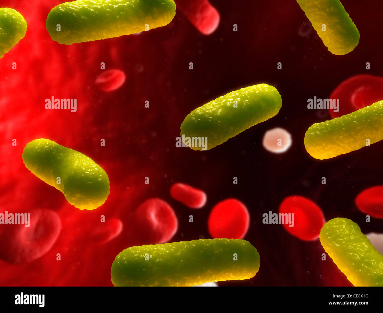 Bacterial infection. Computer artwork of bacteria (yellow) in the blood ...