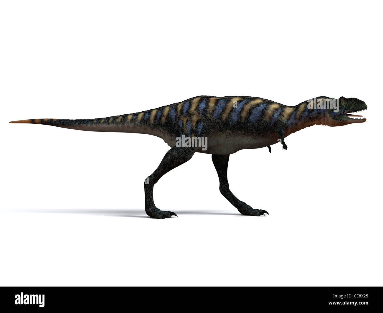 Medium sized theropod hi-res stock photography and images - Alamy