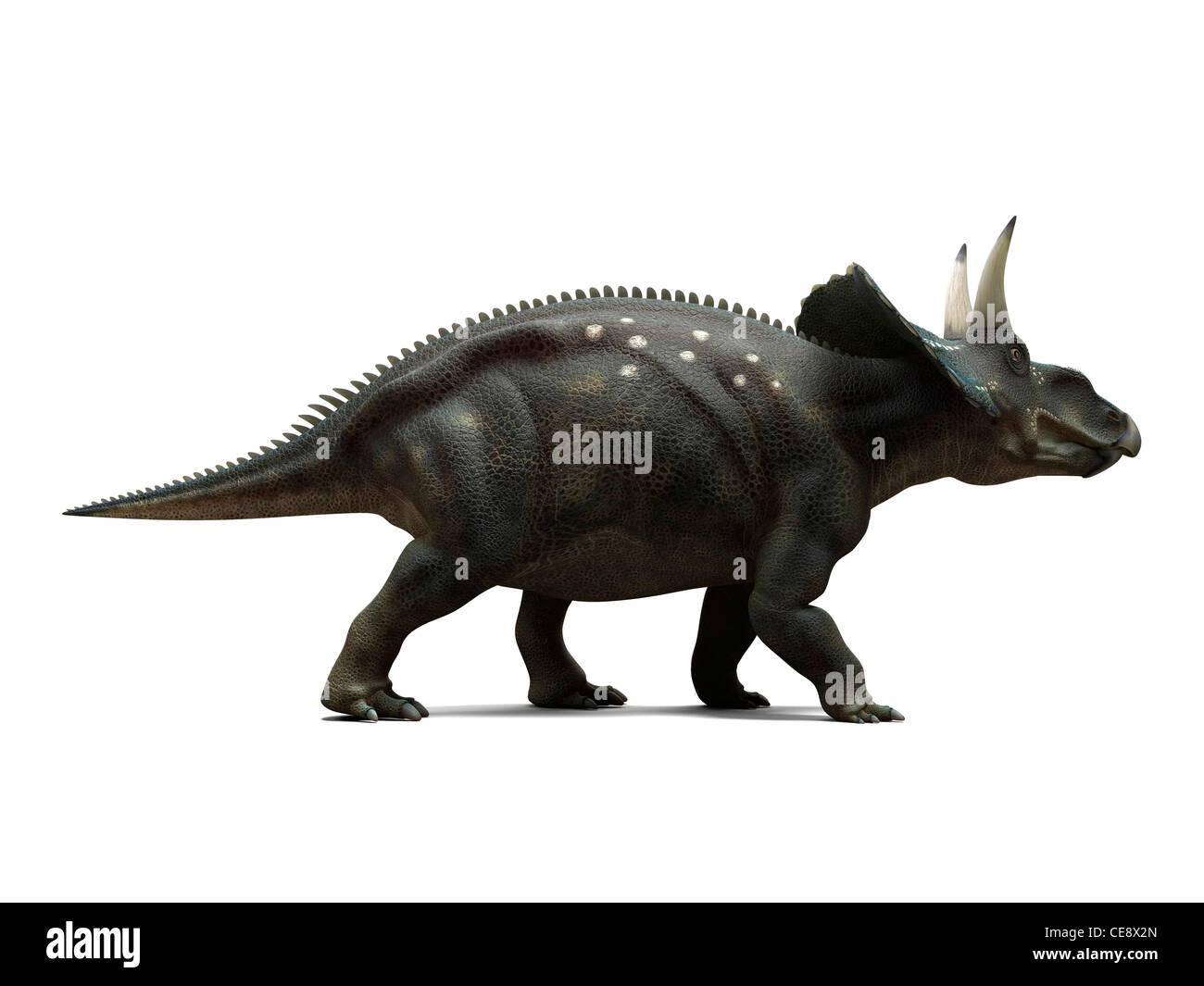 Nedoceratops dinosaur computer artwork dinosaur formerly known ...