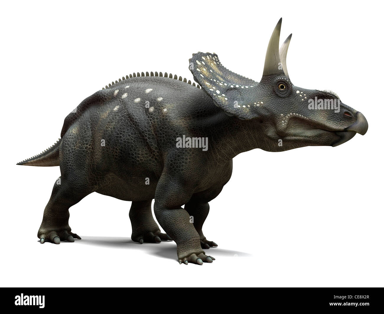 Nedoceratops dinosaur computer artwork dinosaur formerly known ...