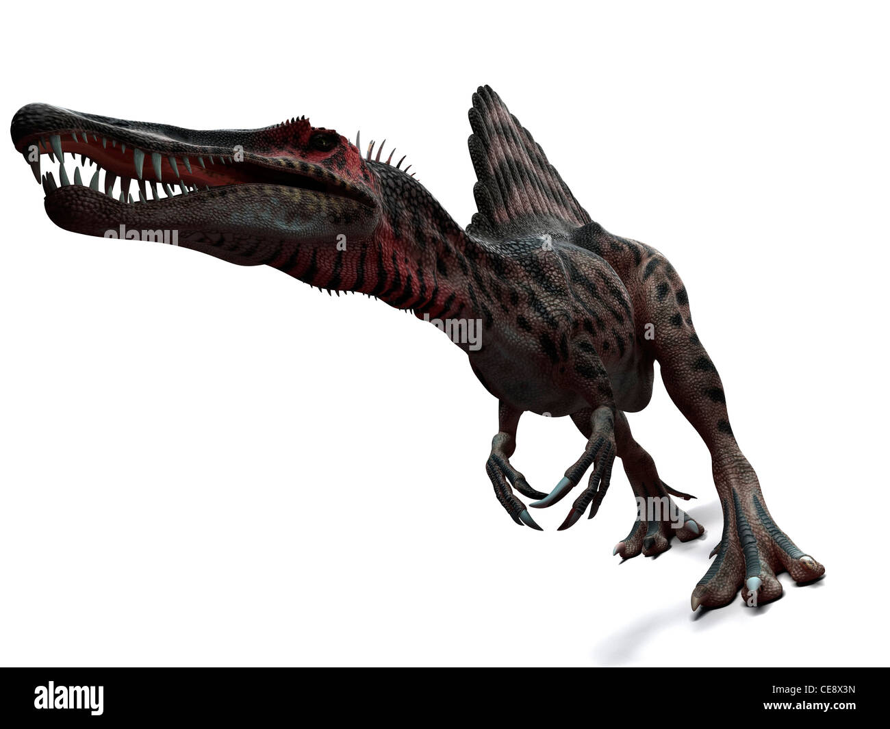 Spinosaurus dinosaur, computer artwork. This dinosaur lived 95 to 80 ...