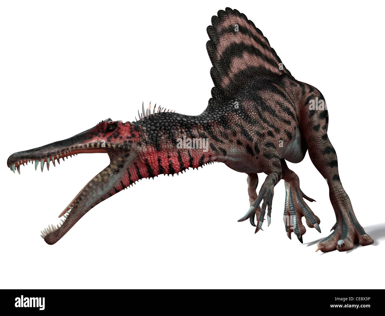 Spinosaurus dinosaur, computer artwork. This dinosaur lived 95 to 80 ...