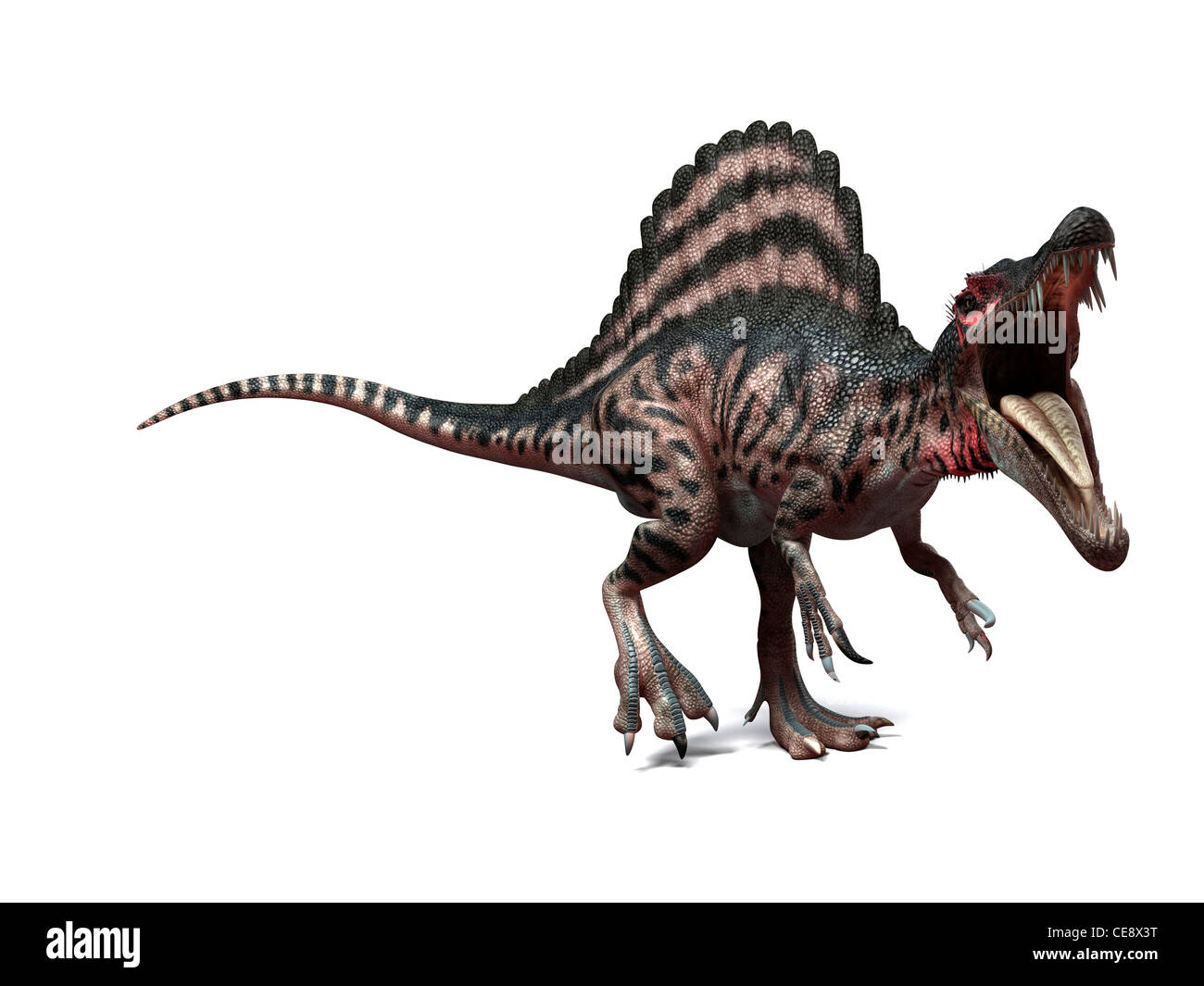 Spinosaurus dinosaur, computer artwork. This dinosaur lived 95 to 80 ...