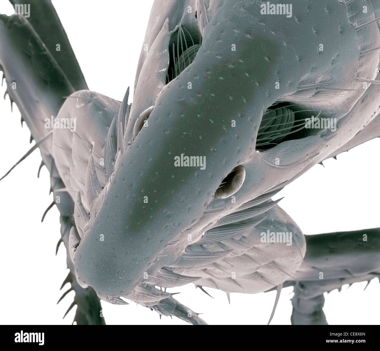 Cat flea Coloured scanning electron micrograph SEM head cat flea ...